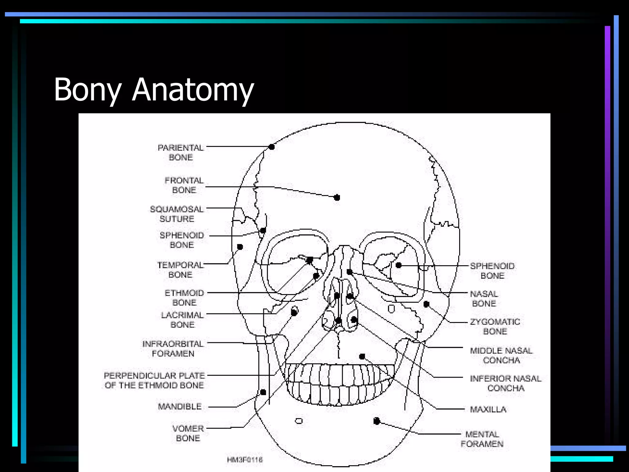 Kin 191 B – Face And Eye Anatomy, Evaluation And Injuries | PPT