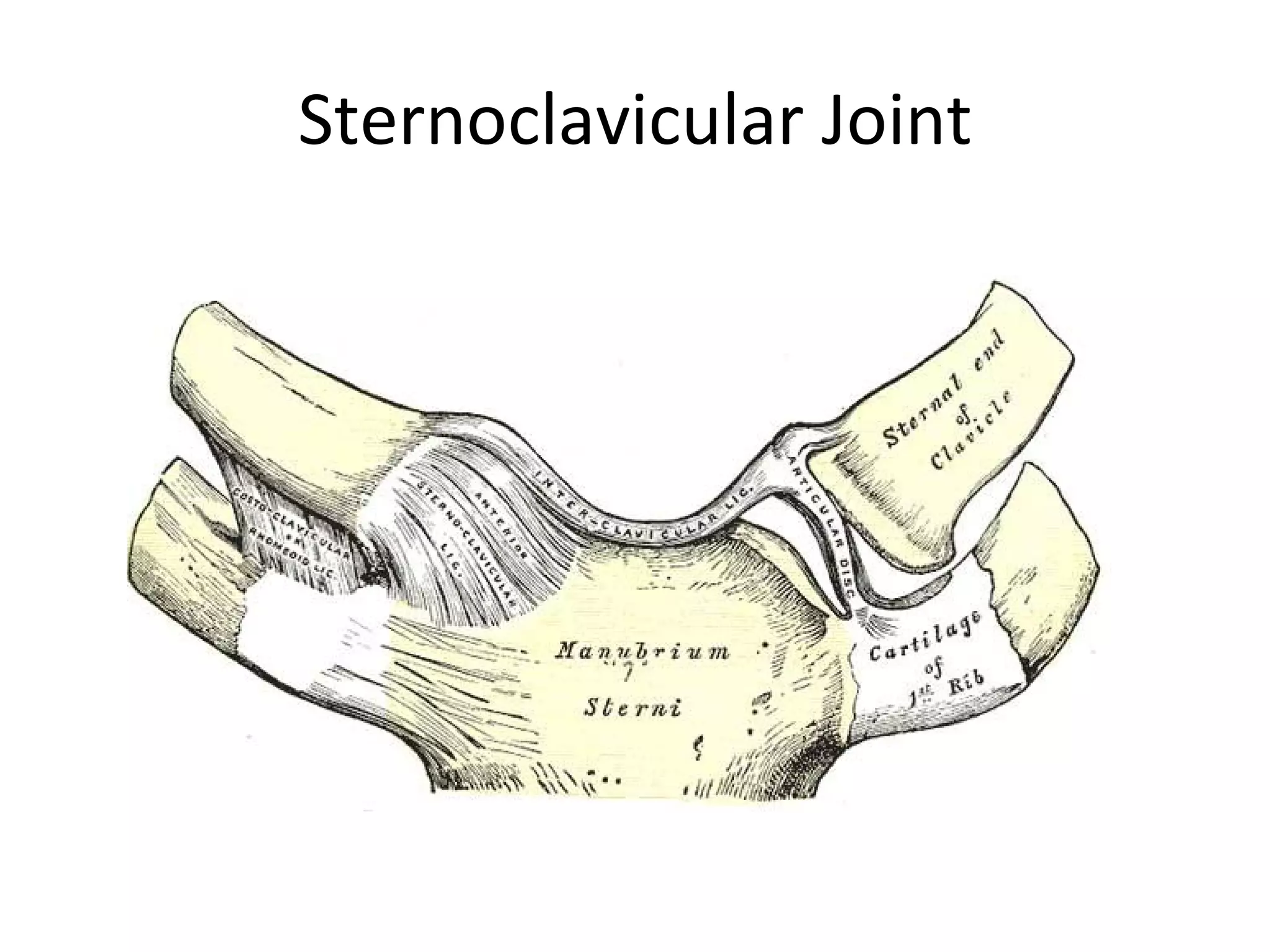 Kin 191 B – Shoulder Anatomy And Evaluation | PPT