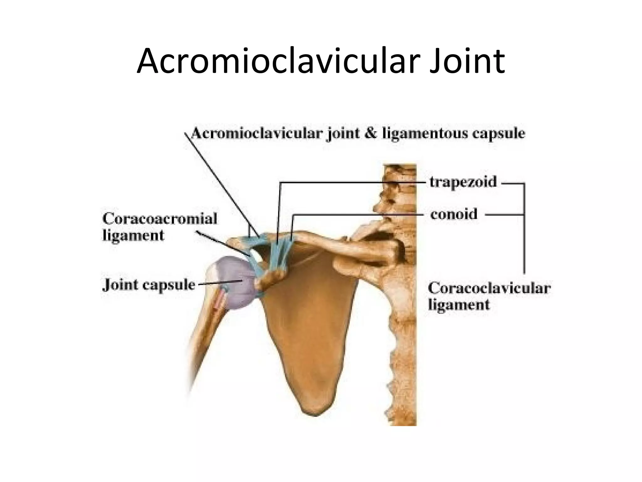 Kin 191 B – Shoulder Anatomy And Evaluation | PPT
