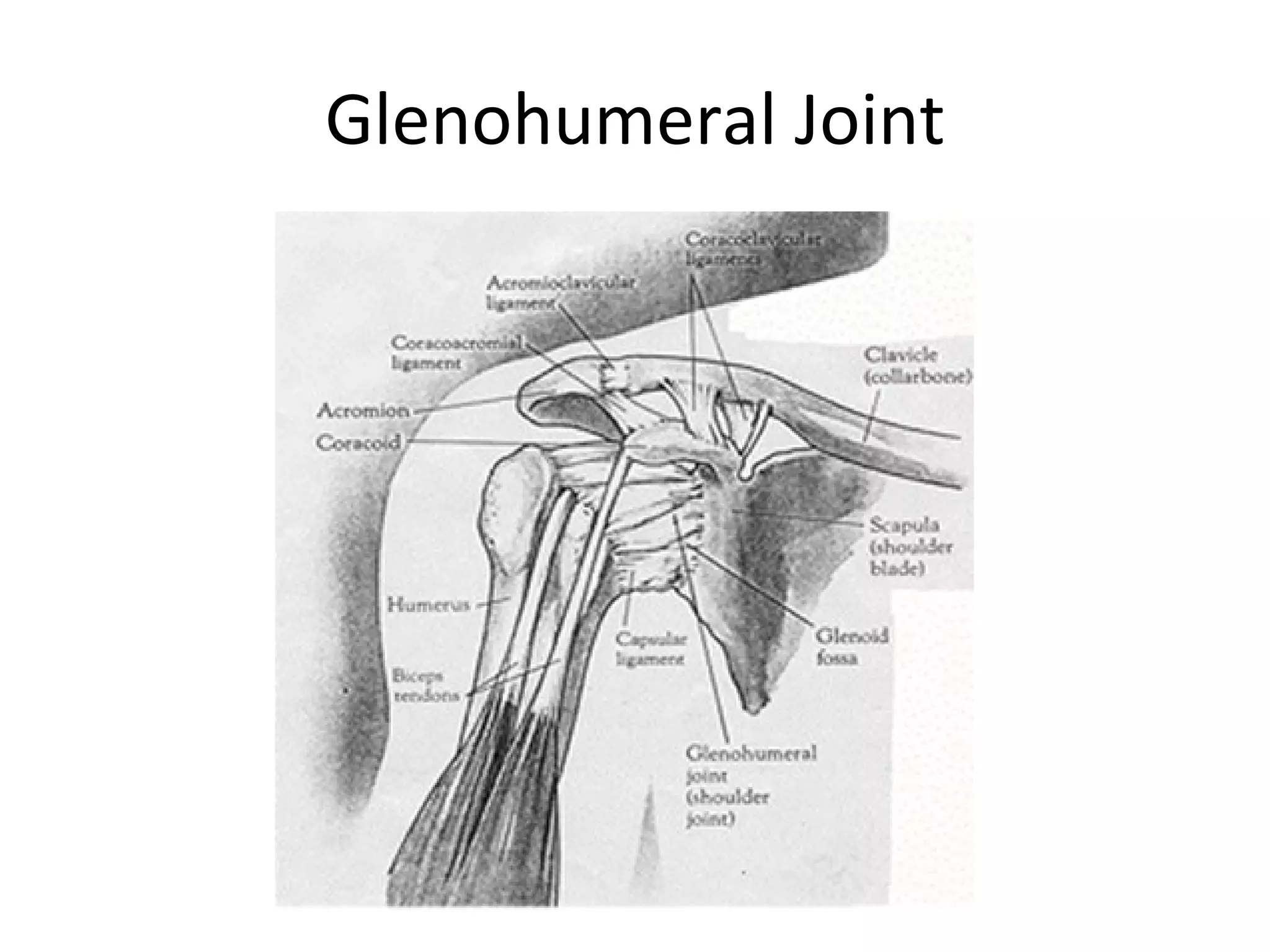 Kin 191 B – Shoulder Anatomy And Evaluation | PPT