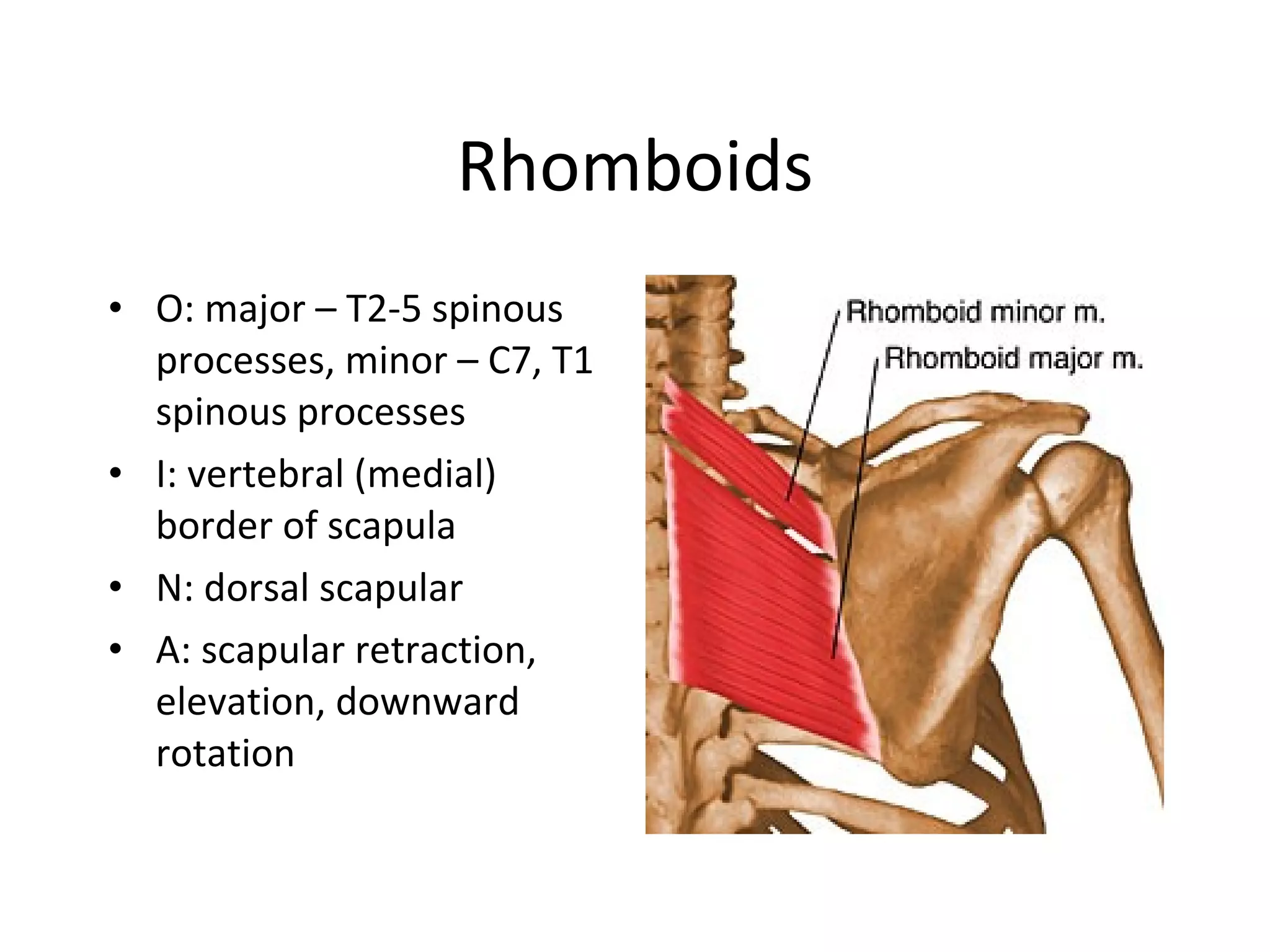 Kin 191 B – Shoulder Anatomy And Evaluation | PPT