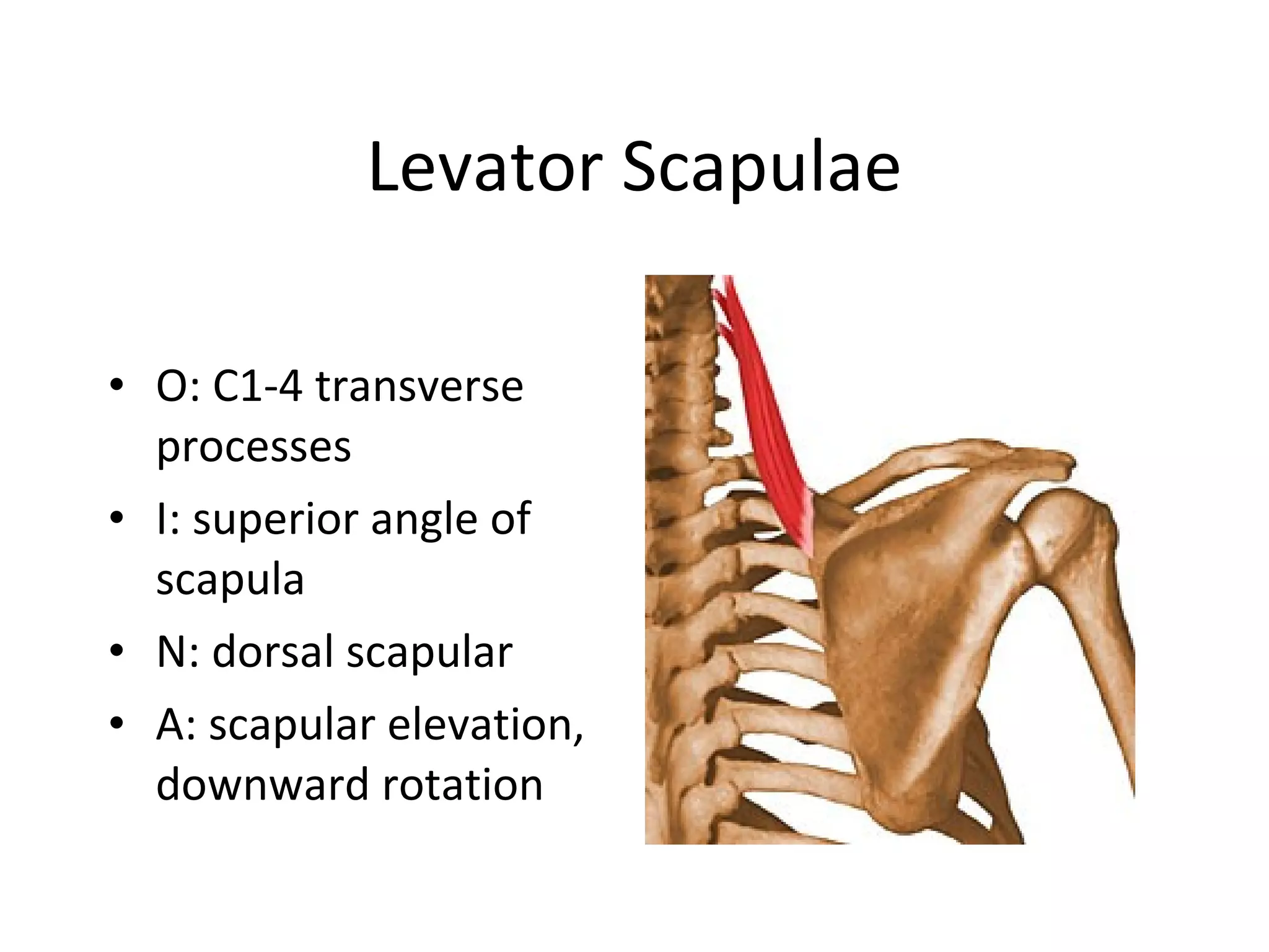 Kin 191 B – Shoulder Anatomy And Evaluation | PPT