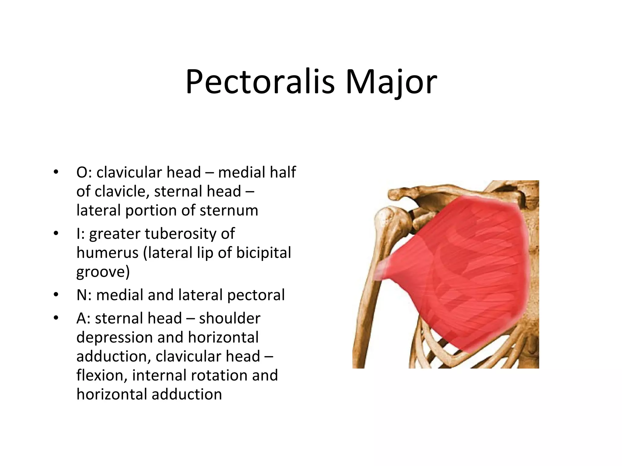 Kin 191 B – Shoulder Anatomy And Evaluation | PPT