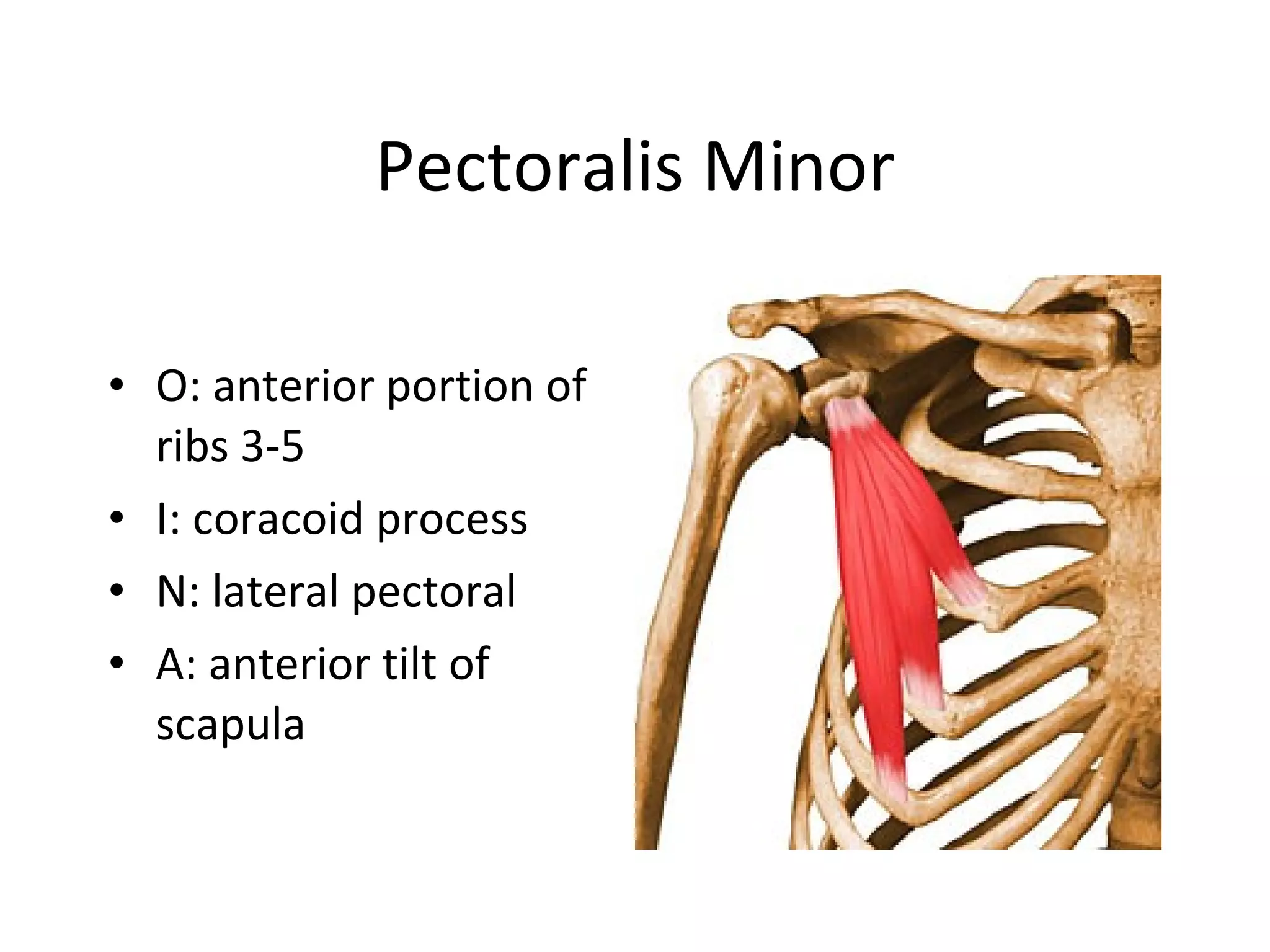 Kin 191 B – Shoulder Anatomy And Evaluation | PPT