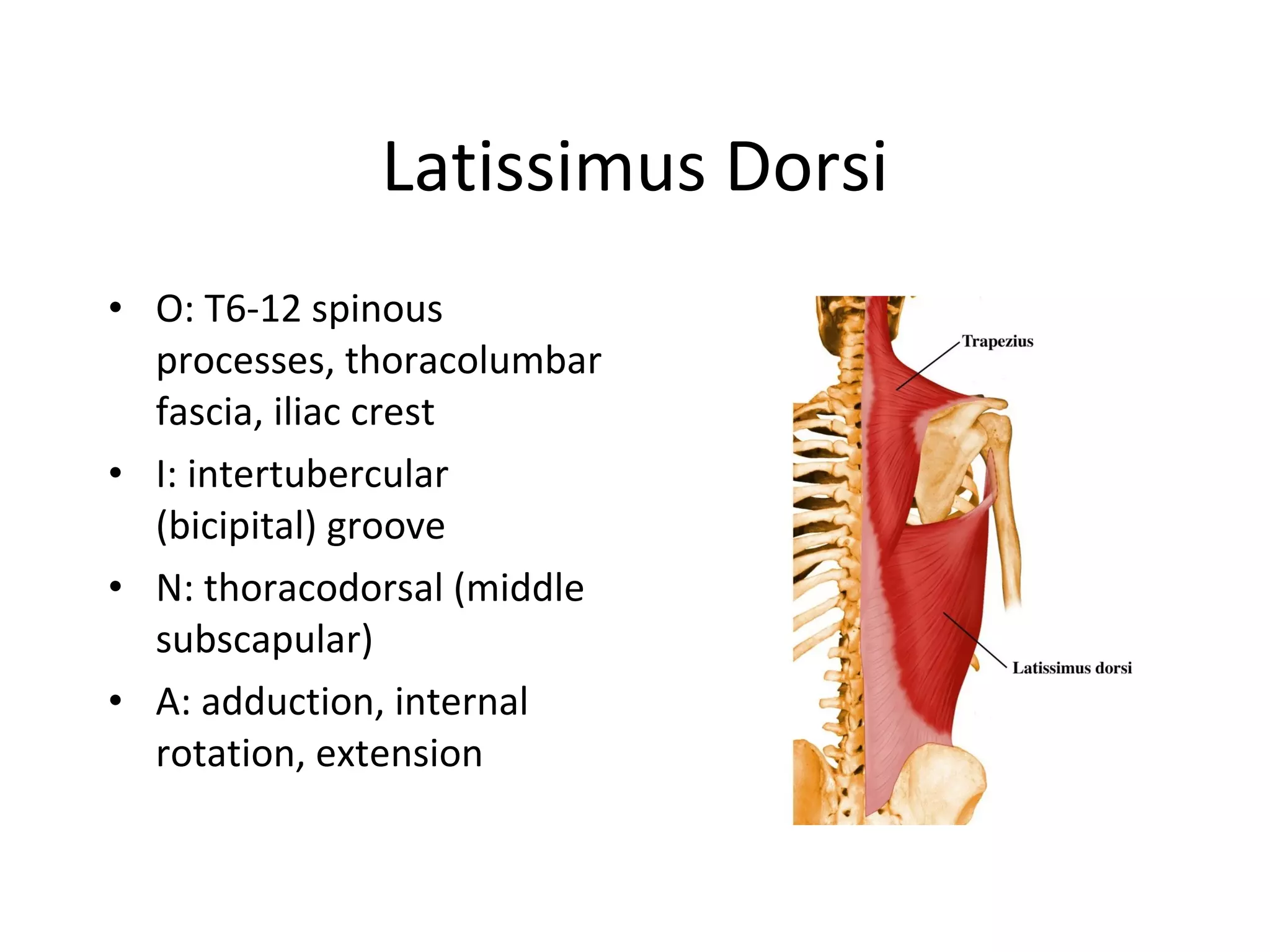 Kin 191 B – Shoulder Anatomy And Evaluation | PPT