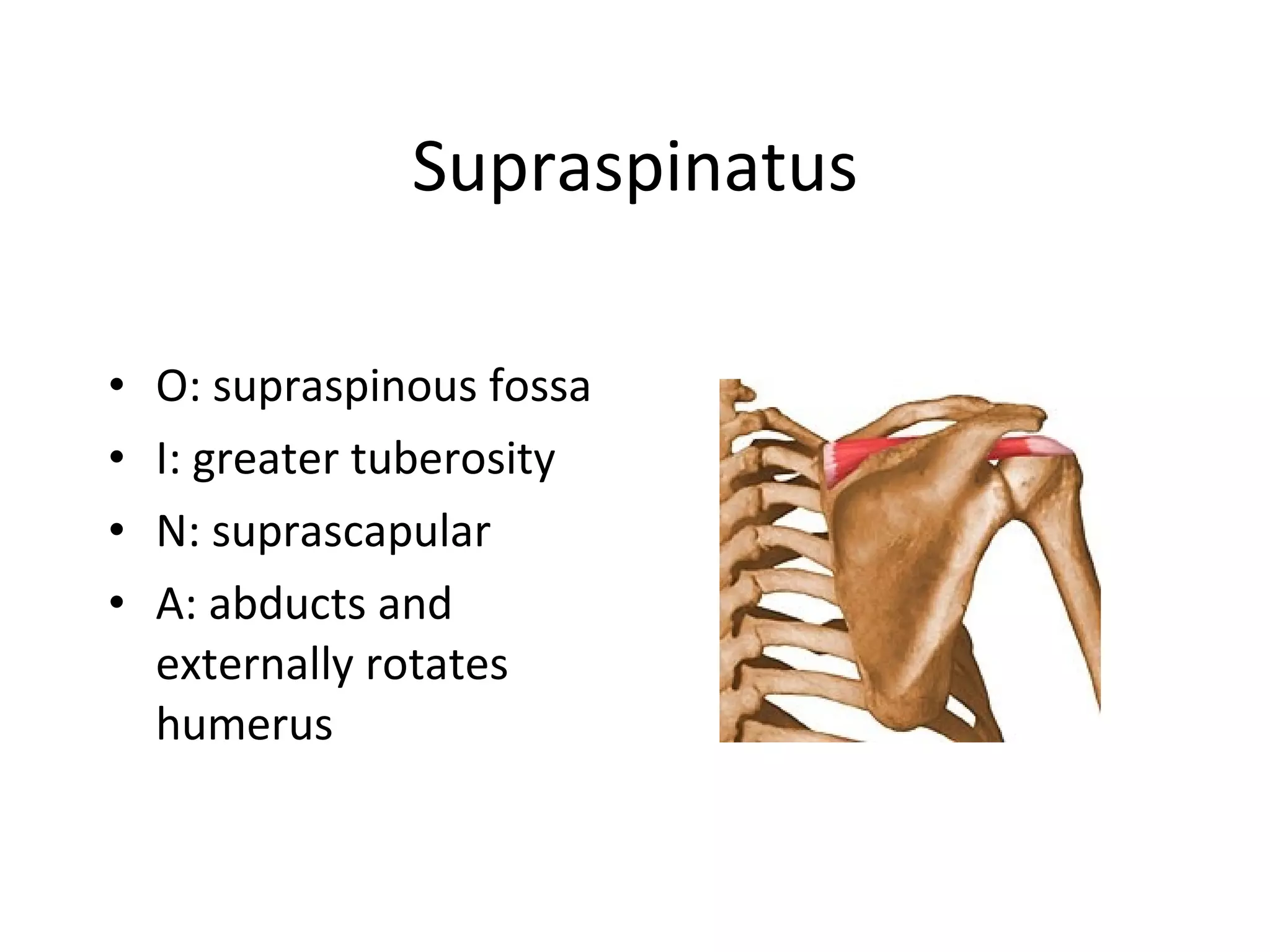 Kin 191 B – Shoulder Anatomy And Evaluation | PPT
