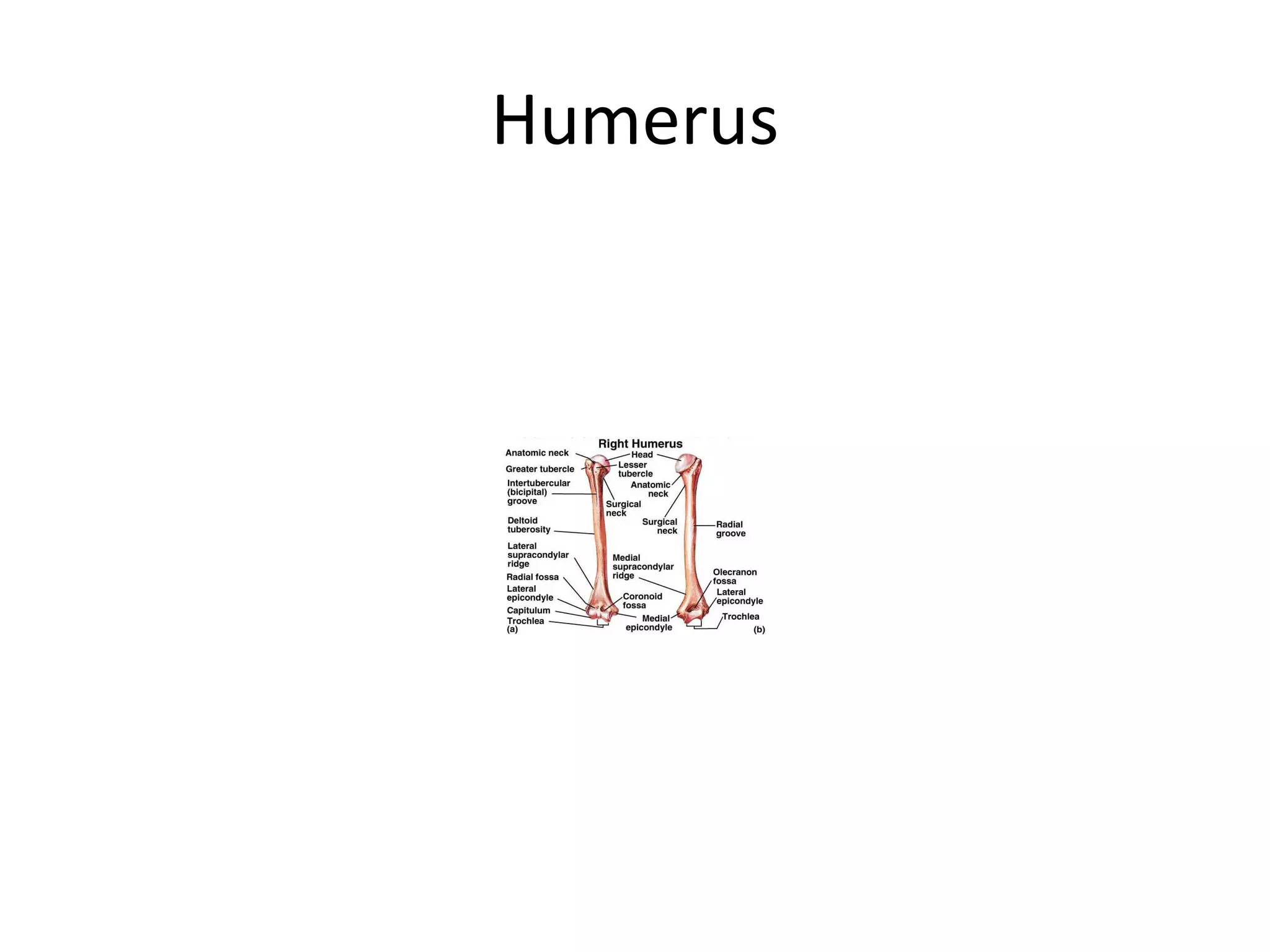 Kin 191 B – Shoulder Anatomy And Evaluation | PPT