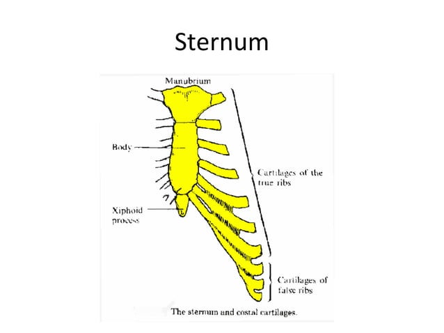 Kin 191 B – Shoulder Anatomy And Evaluation | PPT
