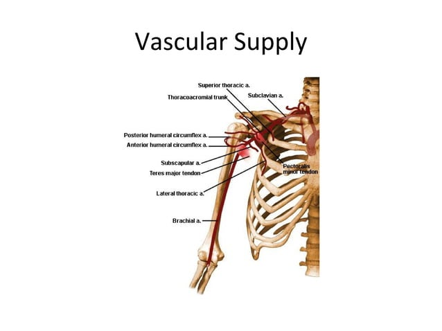 Kin 191 B – Shoulder Anatomy And Evaluation | PPT