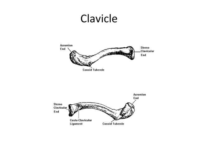 Kin 191 B – Shoulder Anatomy And Evaluation | PPT