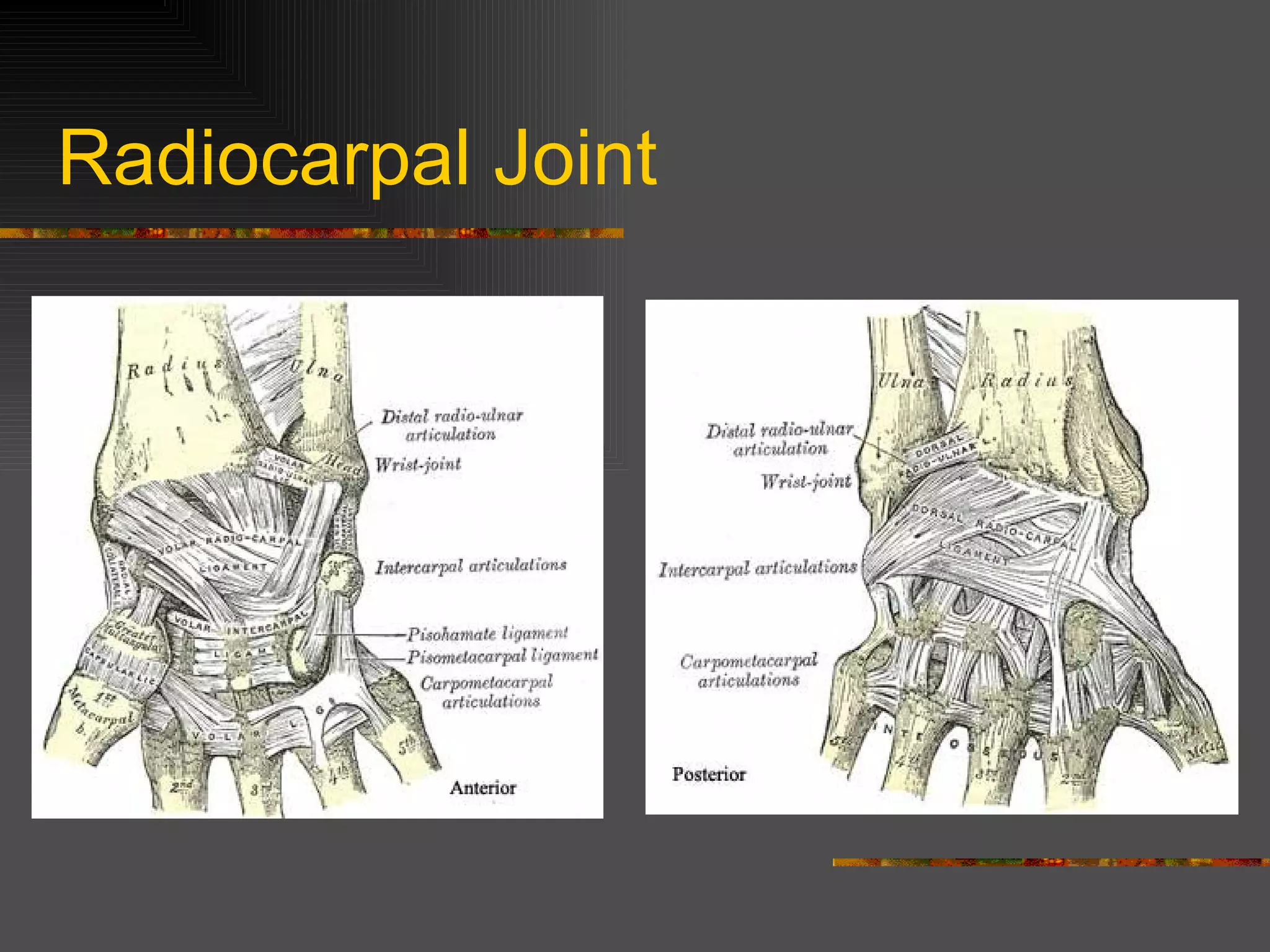 Kin 191 B – Wrist, Hand And Finger Anatomy | PPT | Death, Injury, or ...