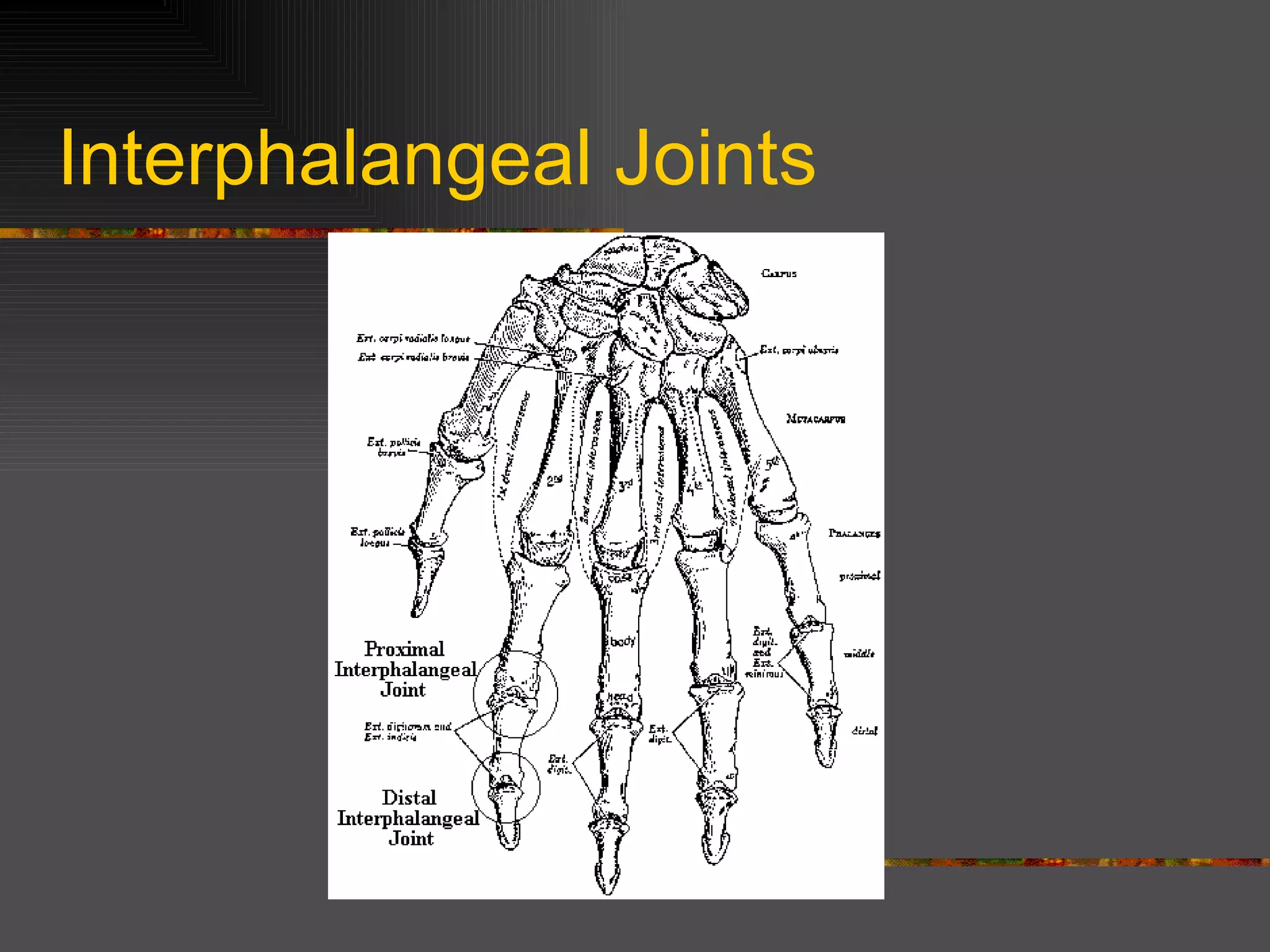 Kin 191 B – Wrist, Hand And Finger Anatomy | PPT | Death, Injury, or ...