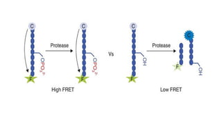Kinase assays | PPT