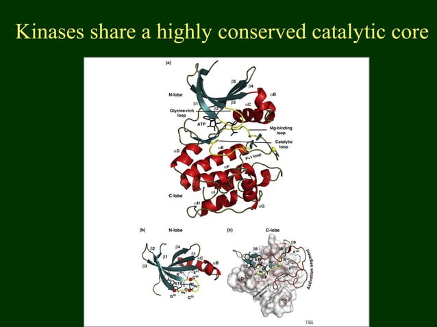 phosphatases and kinase in cell signalling | PPT