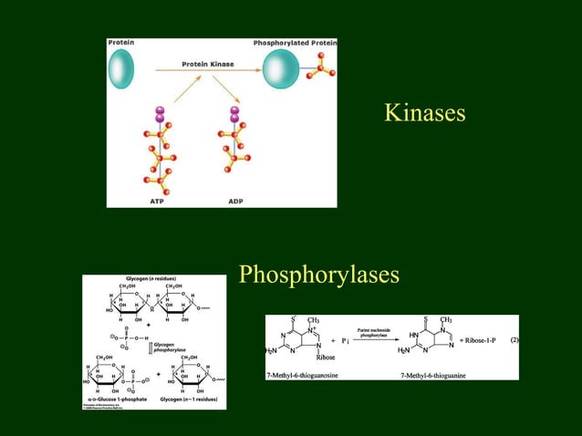phosphatases and kinase in cell signalling | PPT