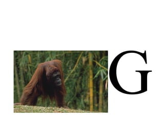 Kindergarten phonics | PPT