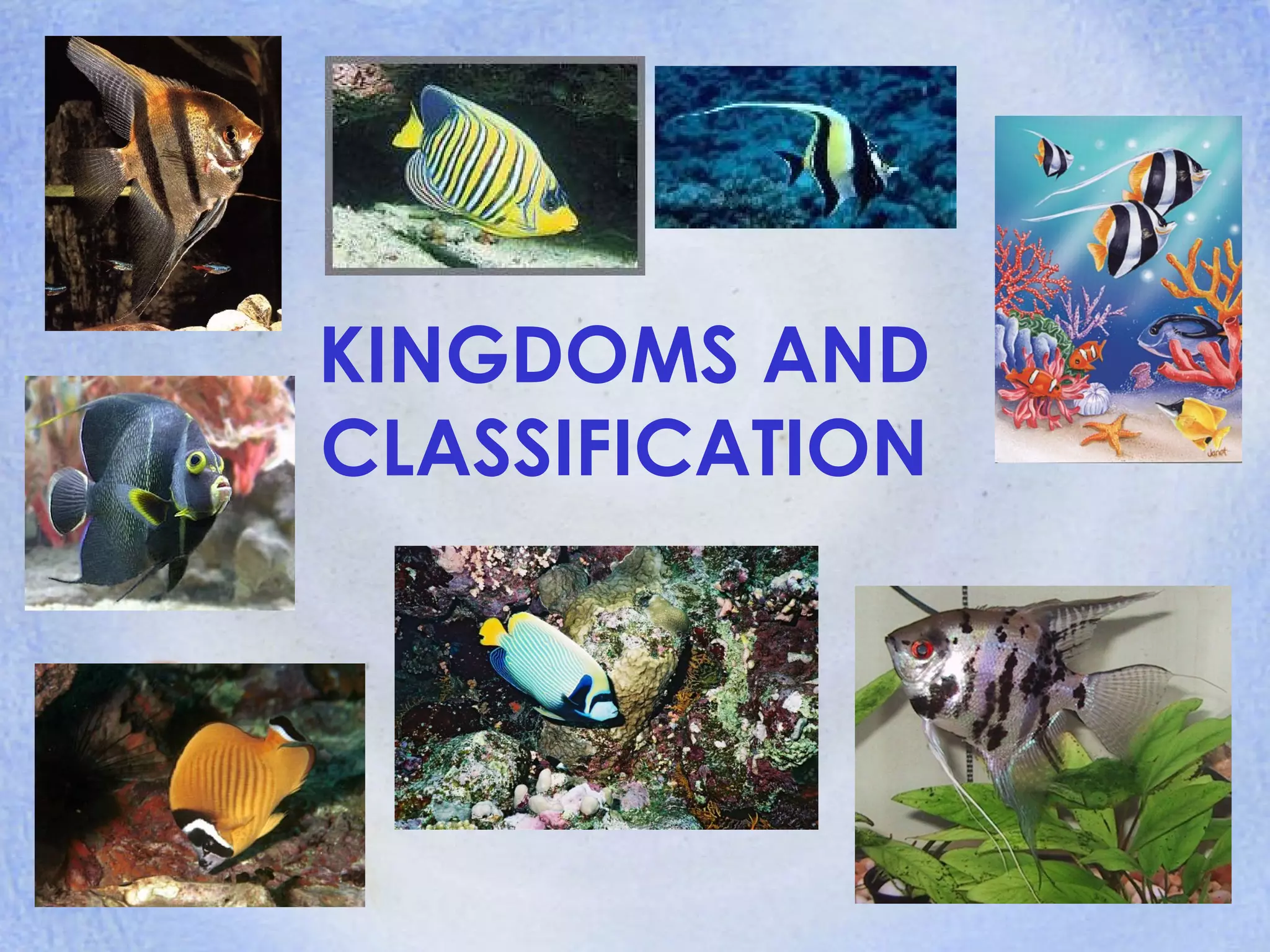 Kingdoms and classification | PPT