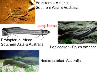 Kinds of animal distribution | PPT | Geography | Science