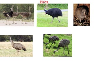 Kinds of animal distribution | PPT