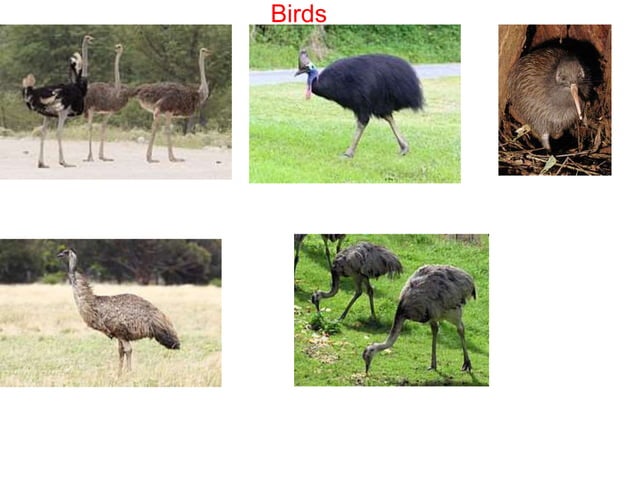 Kinds of animal distribution | PPT | Geography | Science