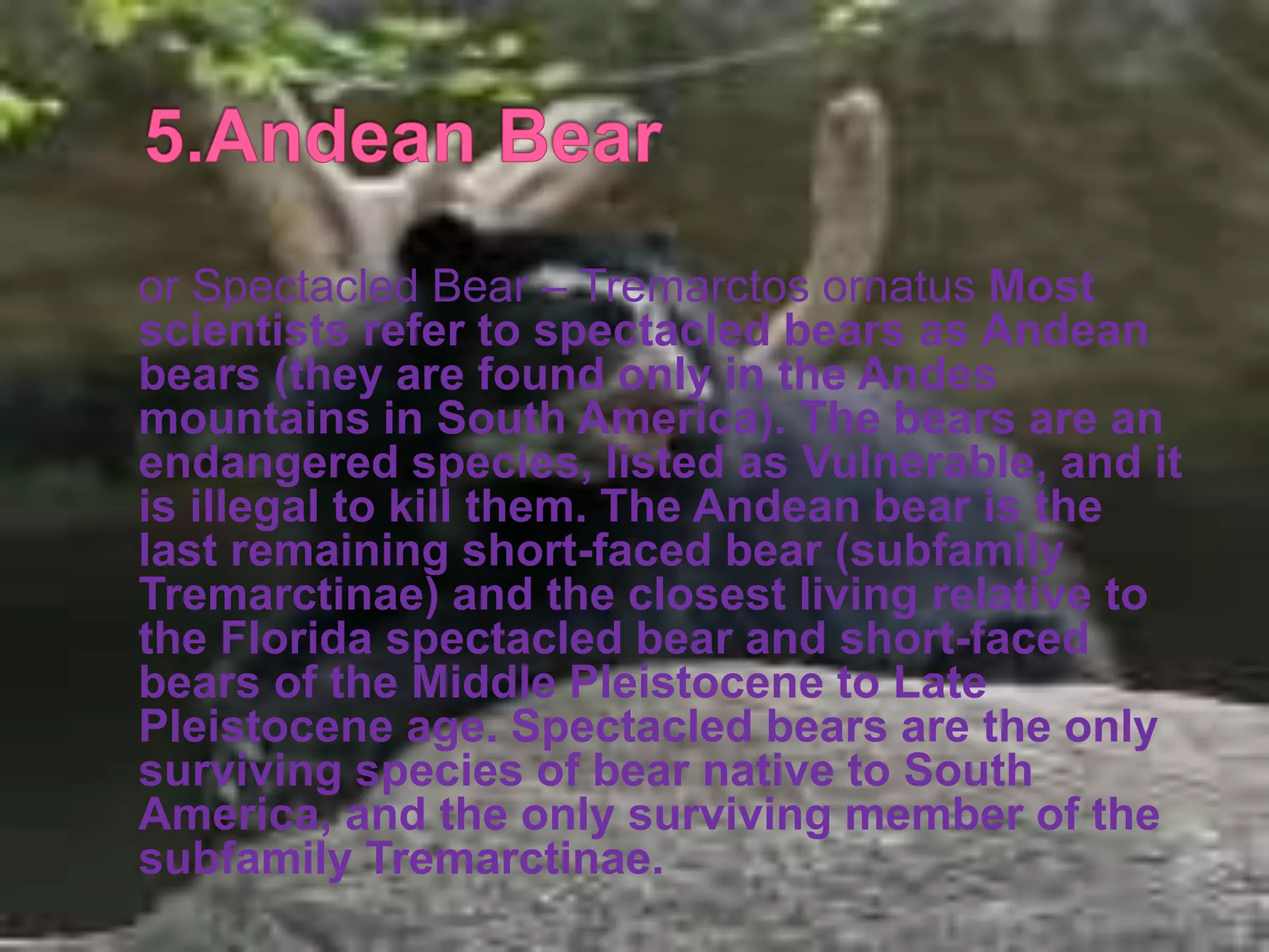 Nine Kinds of bear | PPTX