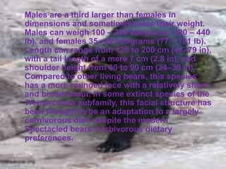 Nine Kinds of bear | PPTX