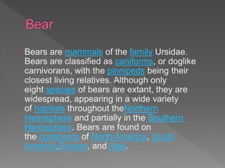 Nine Kinds of bear | PPTX