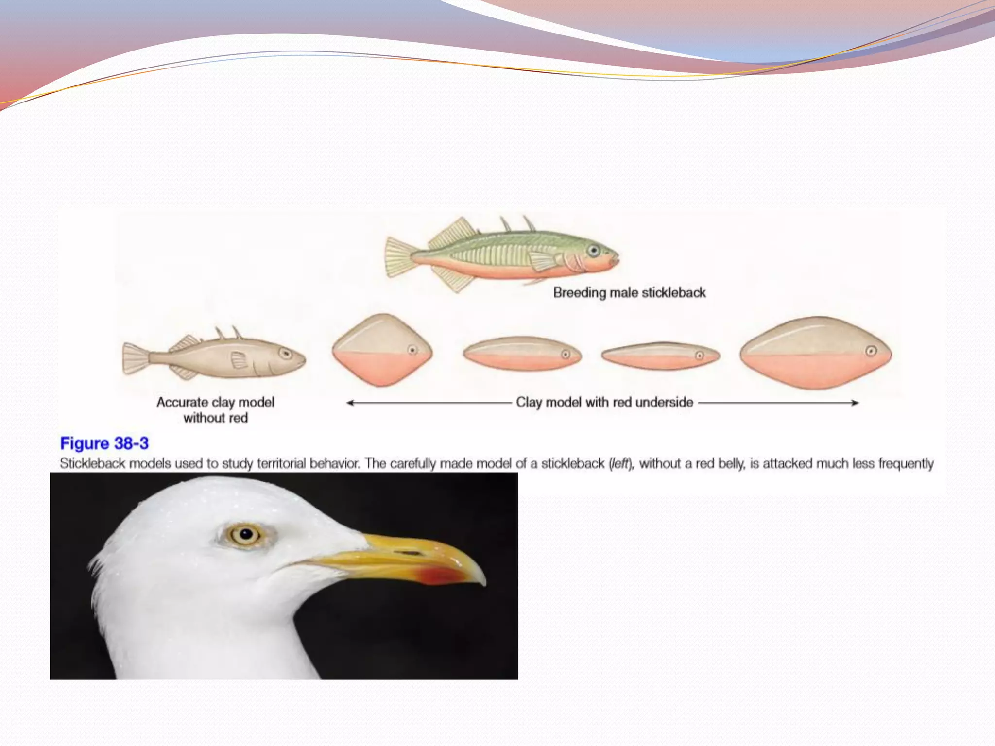 Kinds of Animal Behavior.pdf