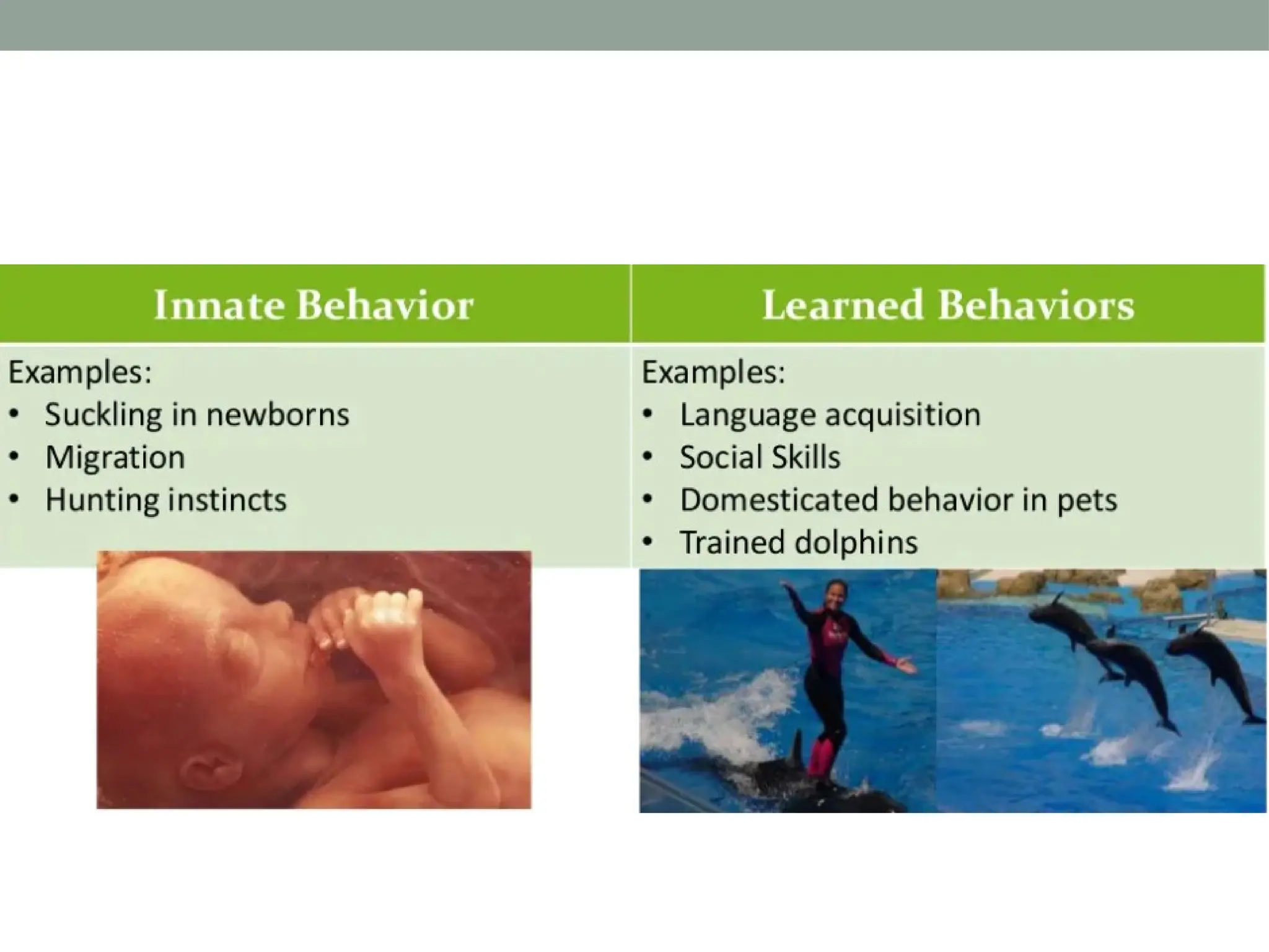 Kinds of Behavior (Innate Behavior).pptx
