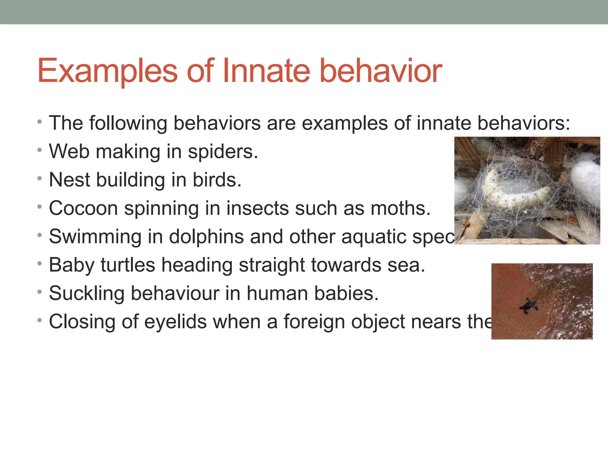 Kinds of Behavior (Innate Behavior).pptx