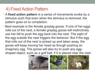 Kinds of Behavior (Innate Behavior).pptx