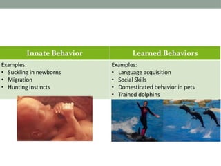 Kinds of Behavior (Innate Behavior).pptx