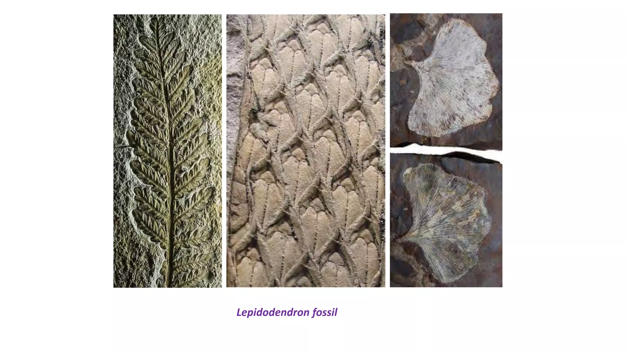 KINDS OF FOSSILIZATION.pptx
