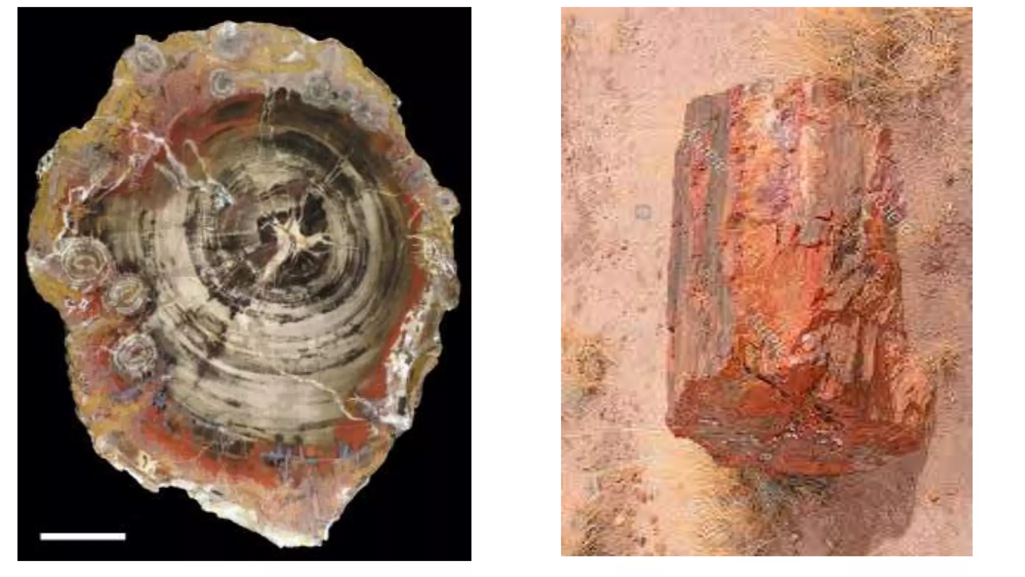 KINDS OF FOSSILIZATION.pptx