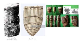 KINDS OF FOSSILIZATION.pptx