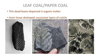 KINDS OF FOSSILIZATION.pptx