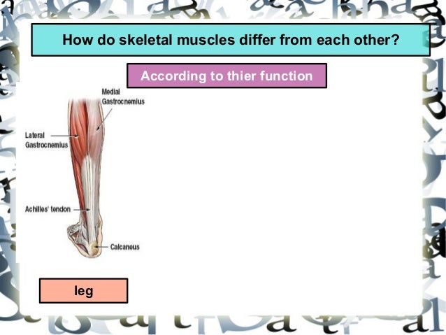 Biarticular Muscle Examples