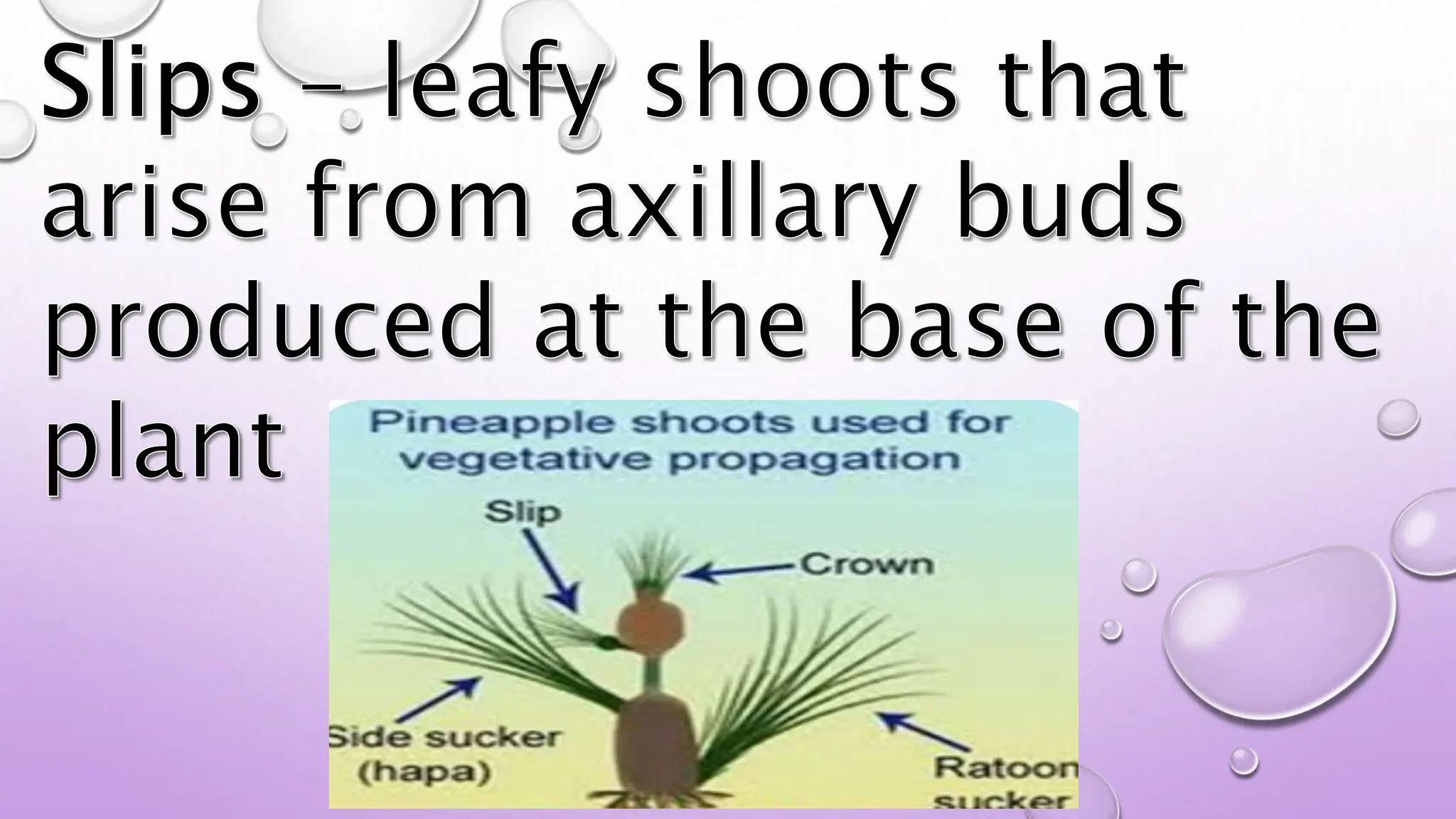 Kinds Of Vegetative Propagules.pptx