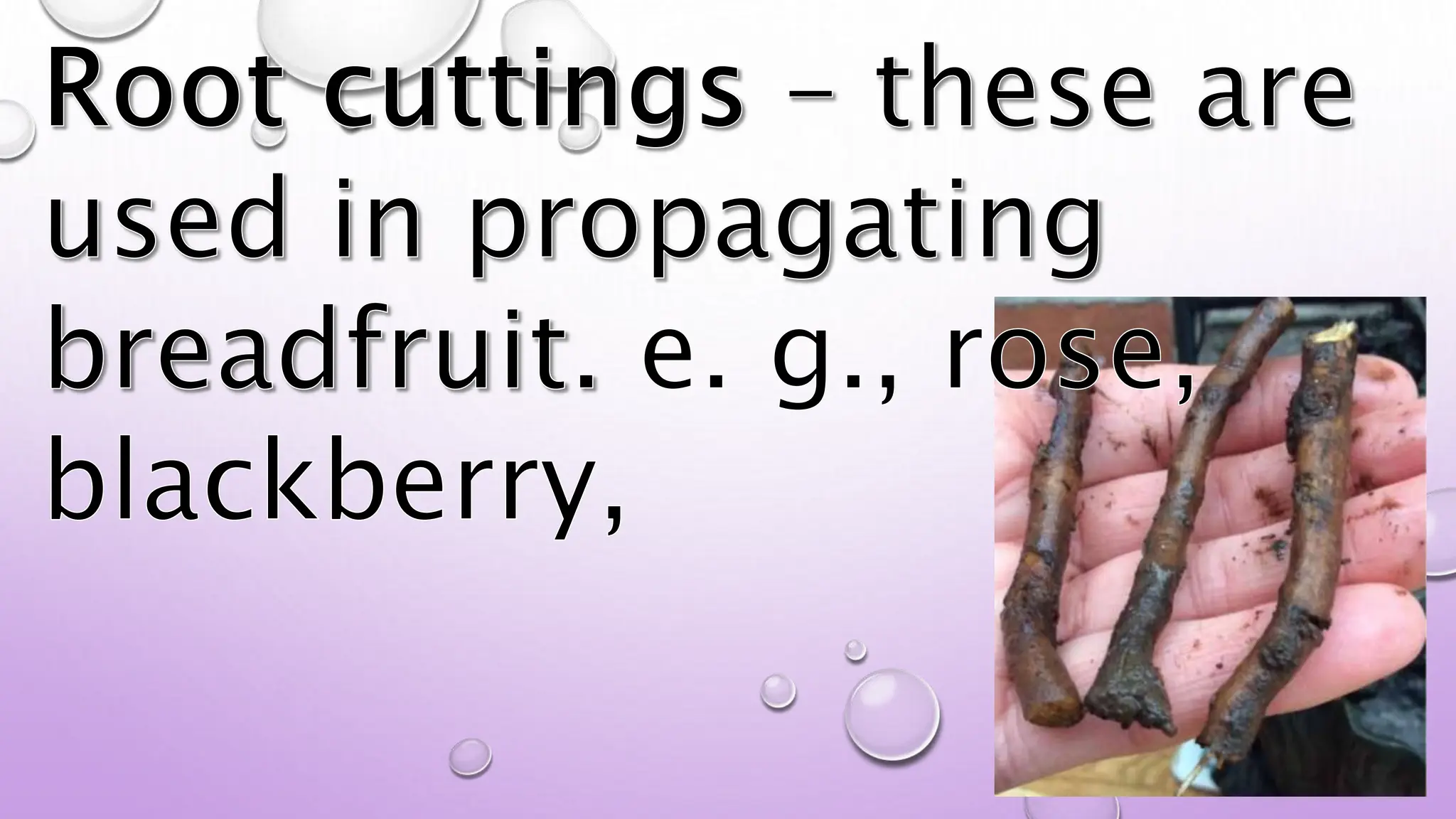 Kinds Of Vegetative Propagules.pptx