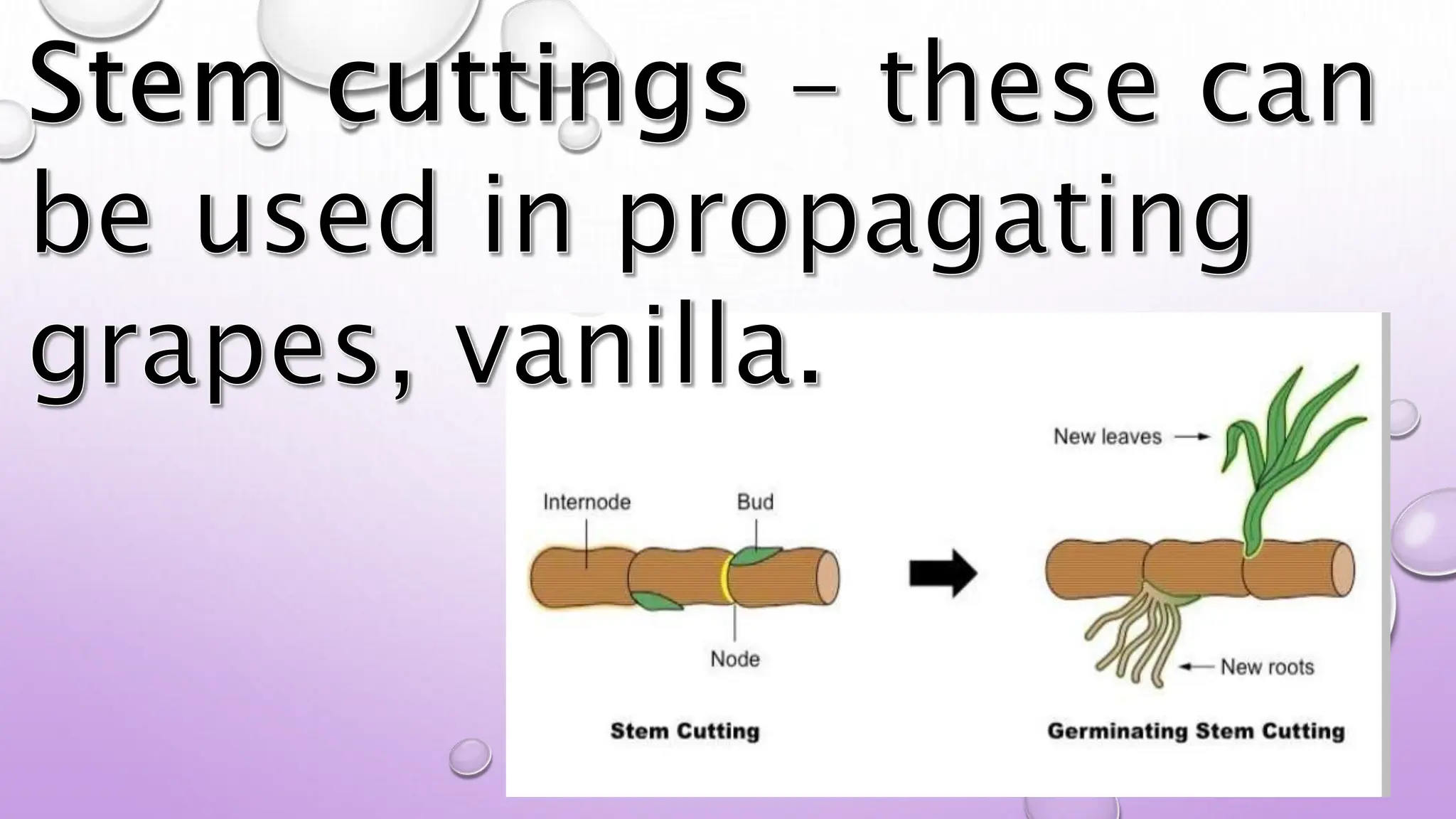 Kinds Of Vegetative Propagules.pptx