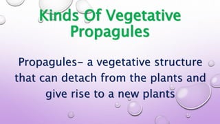 Kinds Of Vegetative Propagules.pptx
