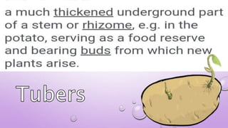 Kinds Of Vegetative Propagules.pptx