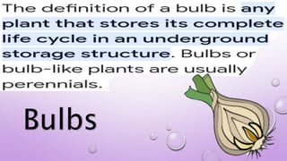 Kinds Of Vegetative Propagules.pptx