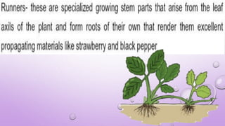 Kinds Of Vegetative Propagules.pptx