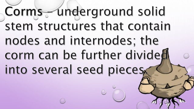 Kinds Of Vegetative Propagules.pptx
