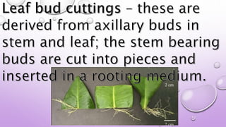 Kinds Of Vegetative Propagules.pptx
