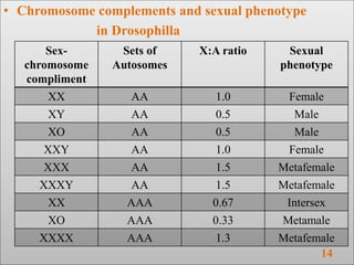 SEX DETERMINATION In Human , Drosophila melanogaster. | PPTX