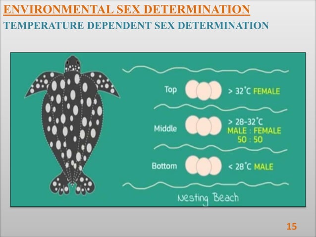 Sex Determination In Human Drosophila Melanogaster Ppt