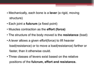 KINECSIOLOGY LECT -LEVER SYSTEM.pptttttx | PPTX