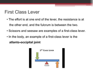 KINECSIOLOGY LECT -LEVER SYSTEM.pptttttx | PPTX
